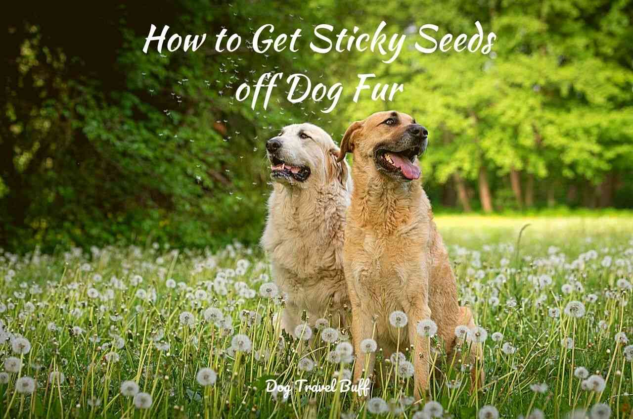 How To Get Sticky Seeds Off Dog Fur 6 Tips DogTravelBuff
